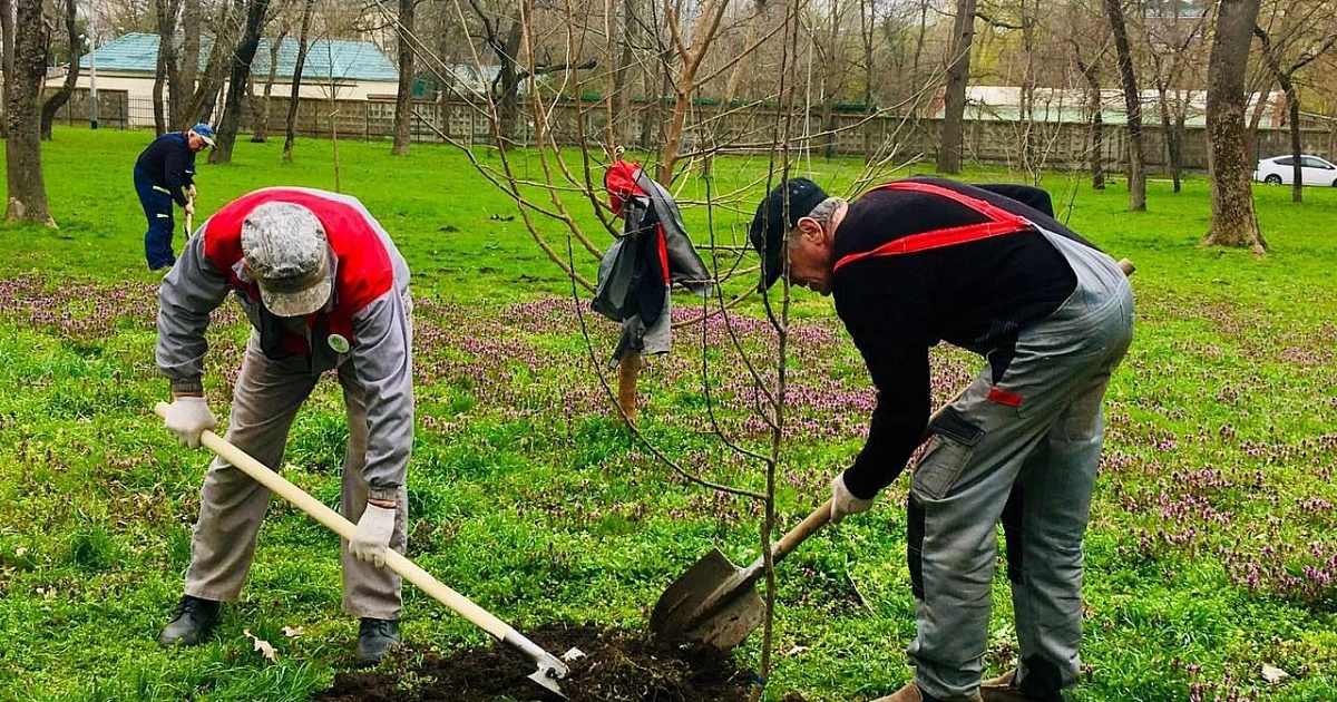 Более 2000 деревьев и кустарников высадят до конца года в Краснодаре :: Krd.ru